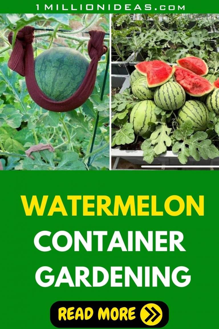 Watermelon Container Gardening: How To Grow Large And Tasty Watermelons ...