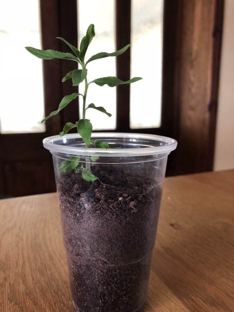 The Best And Easiest Method To Grow An Almond Tree From Seeds At Home