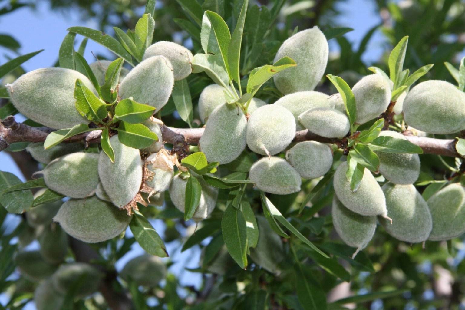 The Best And Easiest Method To Grow An Almond Tree From Seeds At Home