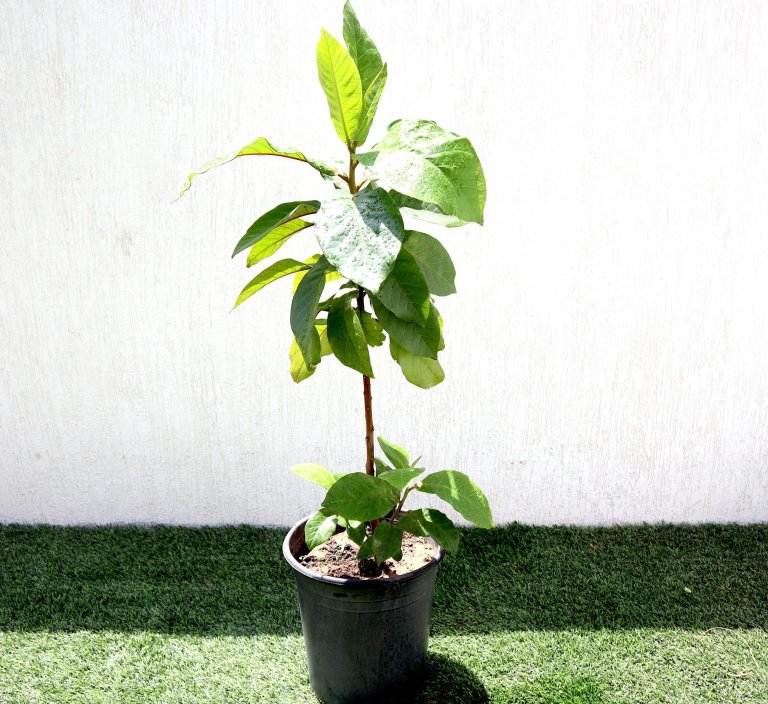 The Best And Easiest Method To Grow An Almond Tree From Seeds At Home