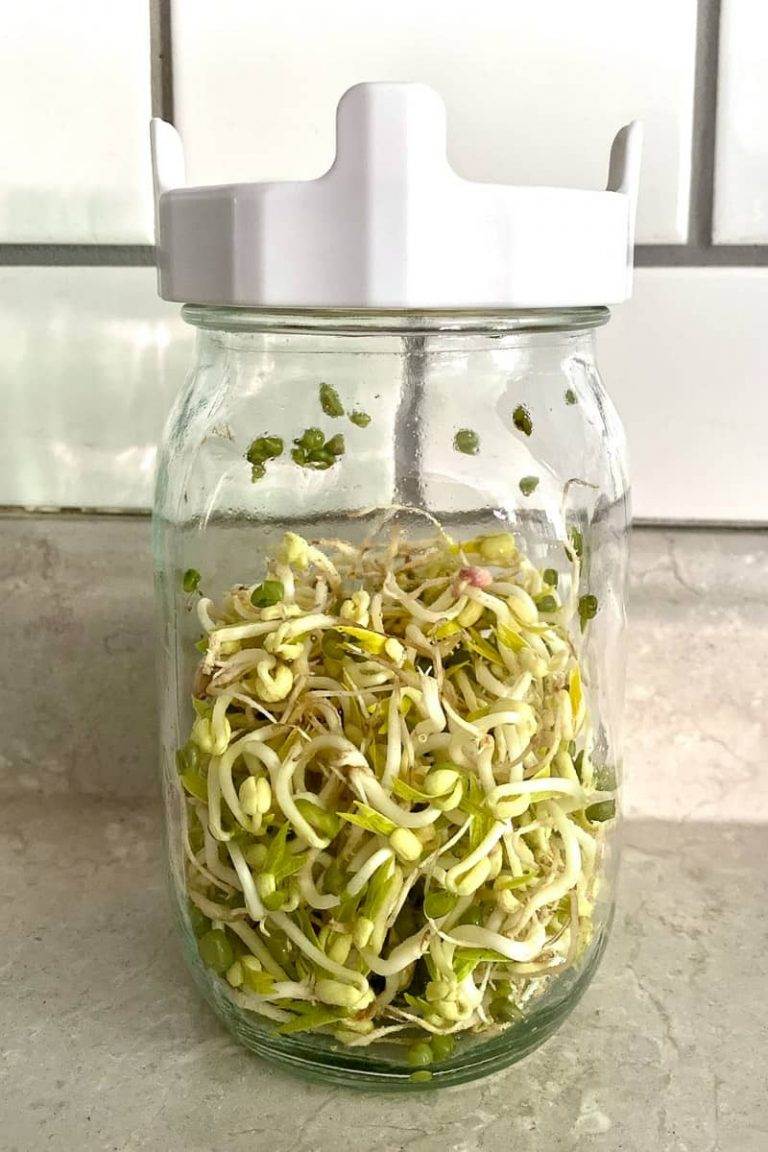 How To Grow Fresh And Crunchy Bean Sprouts In Plastic Bottles