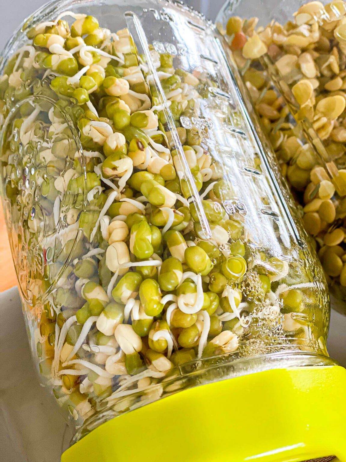 How To Grow Fresh And Crunchy Bean Sprouts In Plastic Bottles