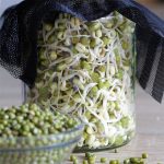 How To Grow Fresh And Crunchy Bean Sprouts In Plastic Bottles