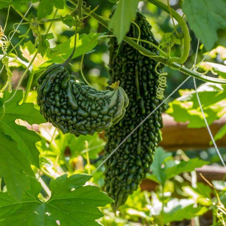 Bitter Melon: How To Grow This Exotic Vegetable In Containers At Home