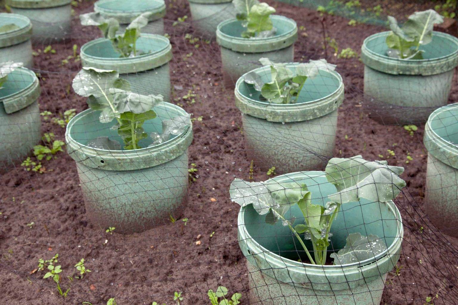 How To Save Space And Money By Growing Cabbage In Containers