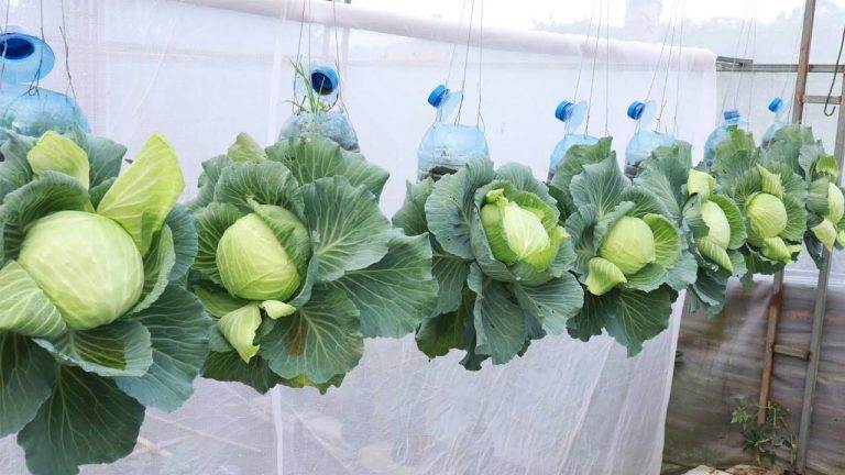 How To Save Space And Money By Growing Cabbage In Containers