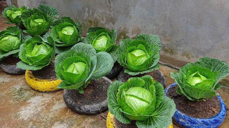 How To Save Space And Money By Growing Cabbage In Containers