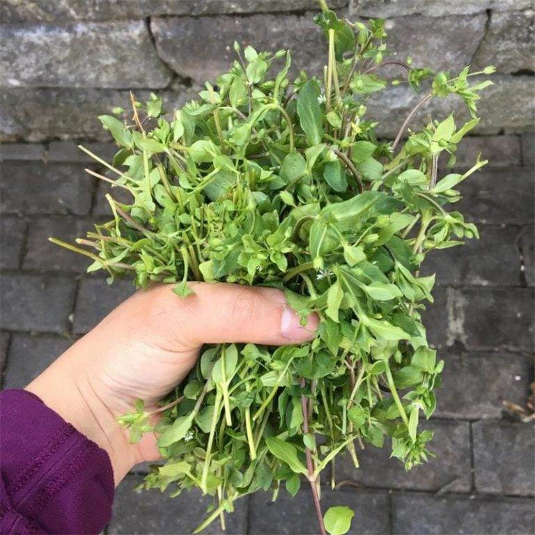 Chickweed: How This Versatile And Delicious Herb Can Improve Your Well ...