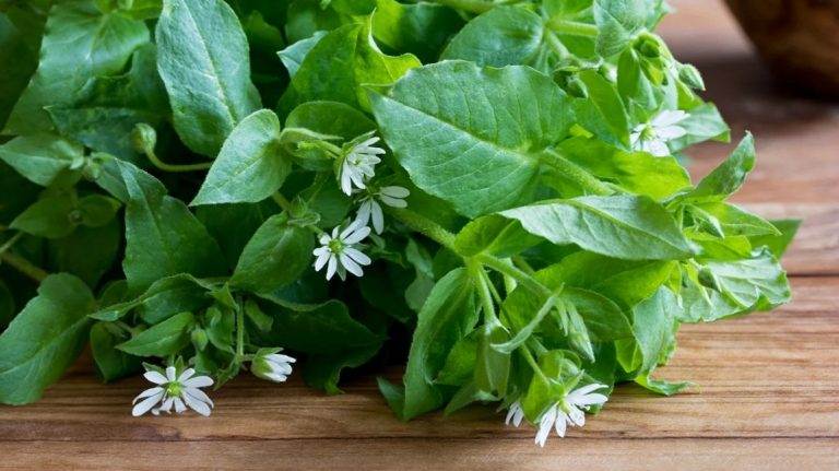Chickweed: How This Versatile And Delicious Herb Can Improve Your Well ...