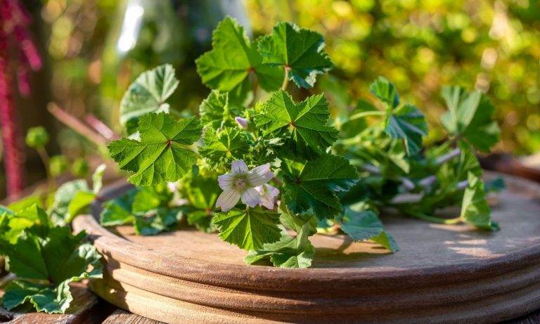 Common Mallow: A Miracle Plant That Can Treat A Variety of Ailments And ...