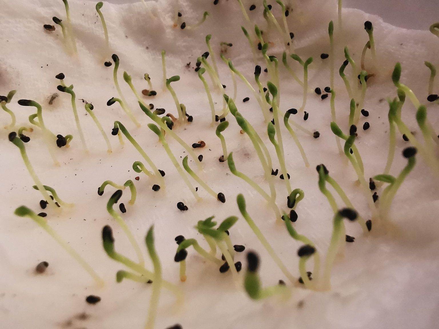 The Best Practice To Grow Your Own Dragon Fruit From Seeds