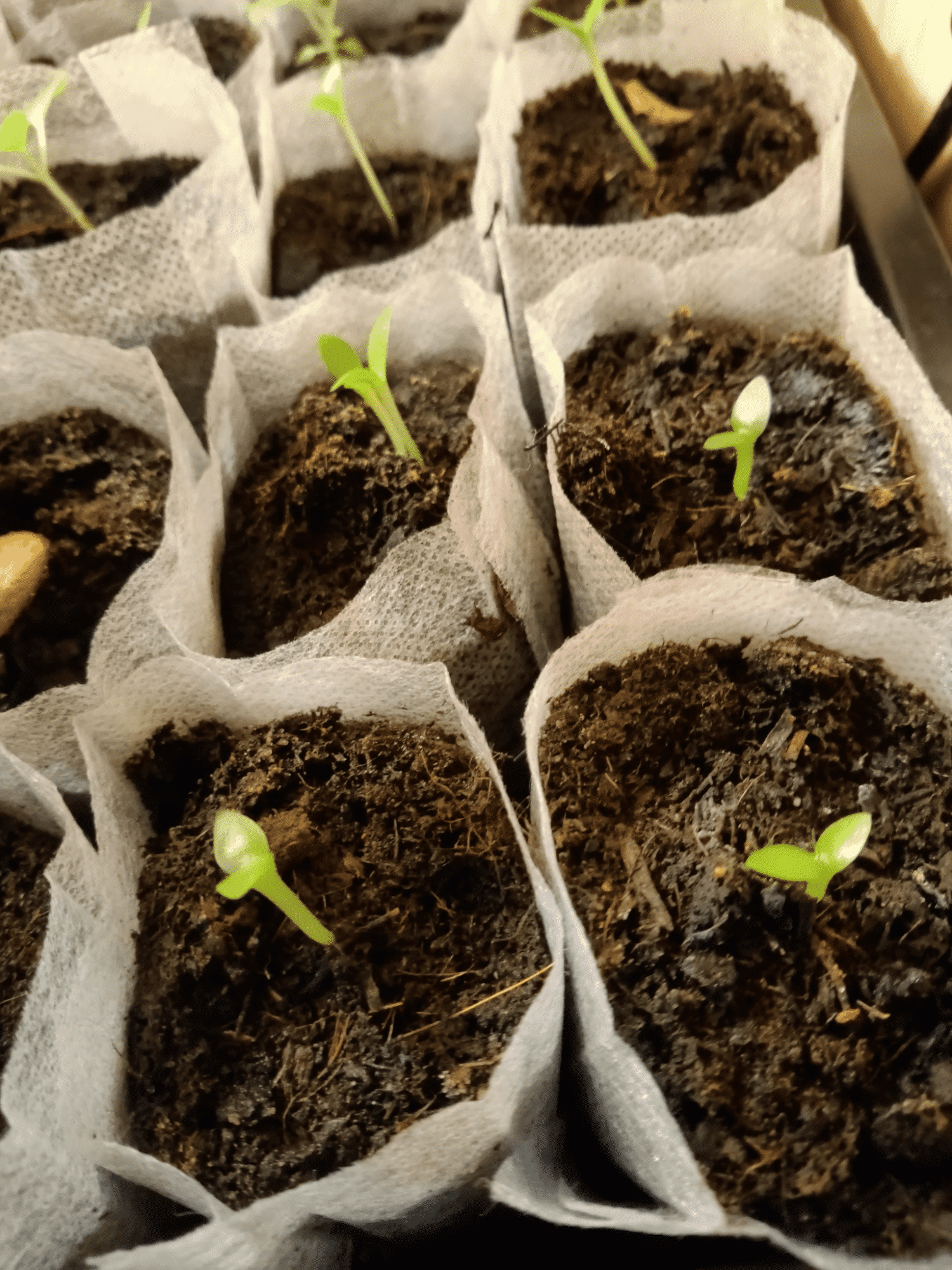 The Best Practice To Grow Your Own Dragon Fruit From Seeds