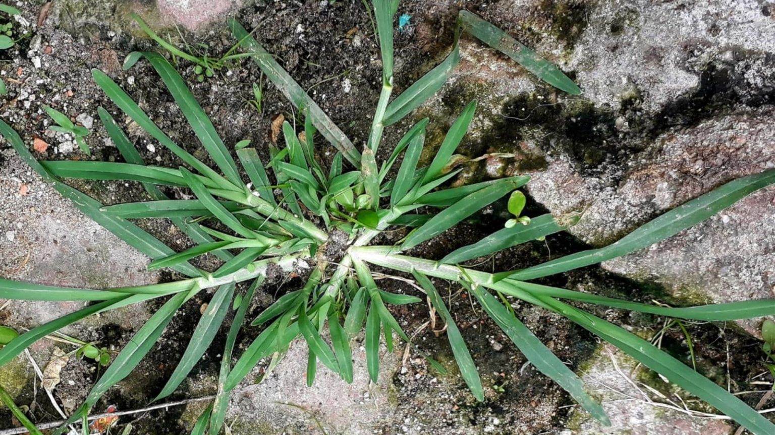 How Goose Grass Can Heal You: A Natural Remedy For Dozens Of Diseases