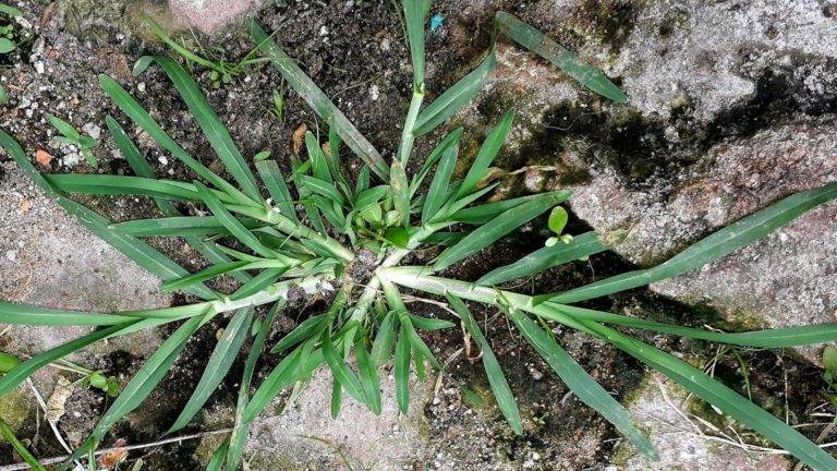 How Goose Grass Can Heal You: A Natural Remedy For Dozens Of Diseases