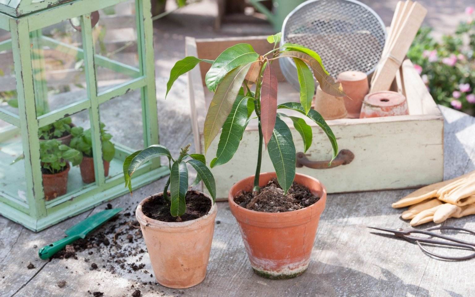 How To Start A Mango Orchard From Seeds At Home