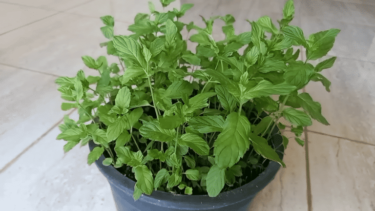 The Plastic Cup Method: A Smart And Low-Cost Way To Grow Mint At Home
