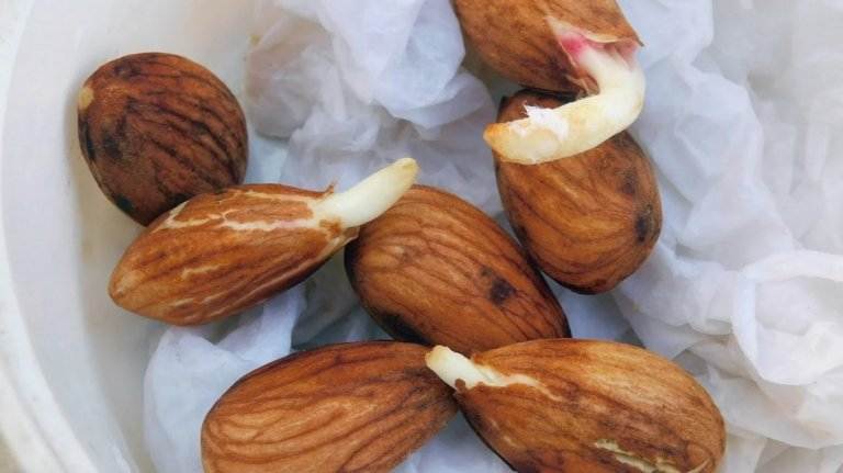 The Best And Easiest Method To Grow An Almond Tree From Seeds At Home