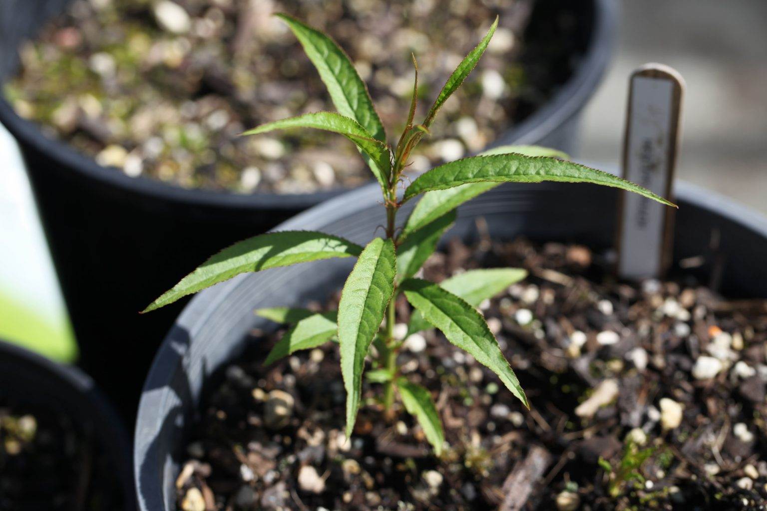 The Easiest Method To Grow Peach Trees From Seeds