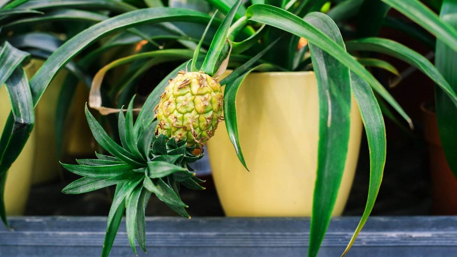 How To Grow Your Own Pineapples In Water With Just A Pineapple Top