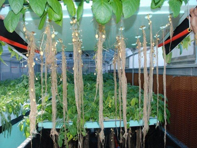 How To Grow Potatoes Without Soil That Improves The Yield By 10 Times