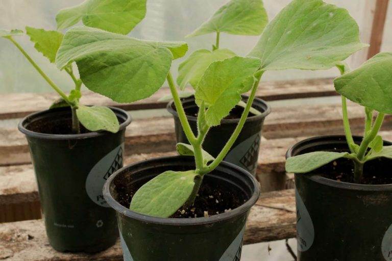 Growing Butternut Squash In A Container: 4 Steps You Need To Know