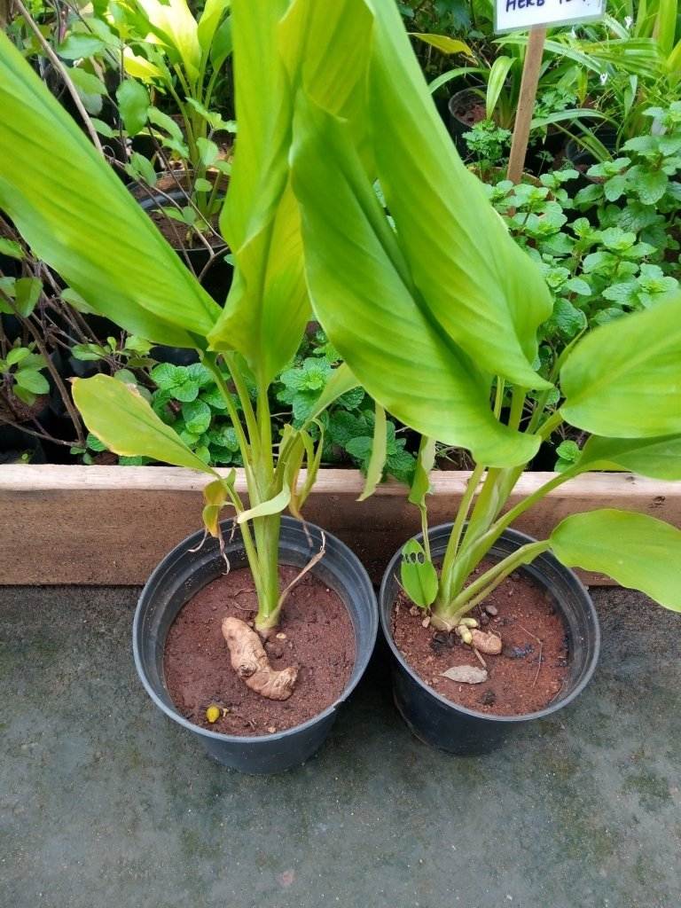 How To Grow Turmeric In Containers: A Practical Guide For Home Gardeners