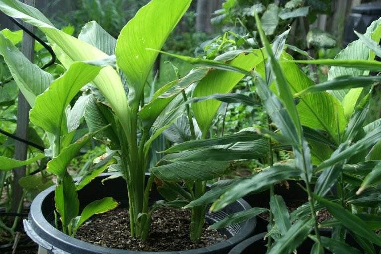 How To Grow Turmeric In Containers: A Practical Guide For Home Gardeners