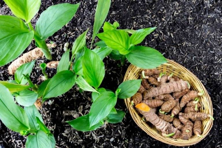 How To Grow Turmeric In Containers: A Practical Guide For Home Gardeners