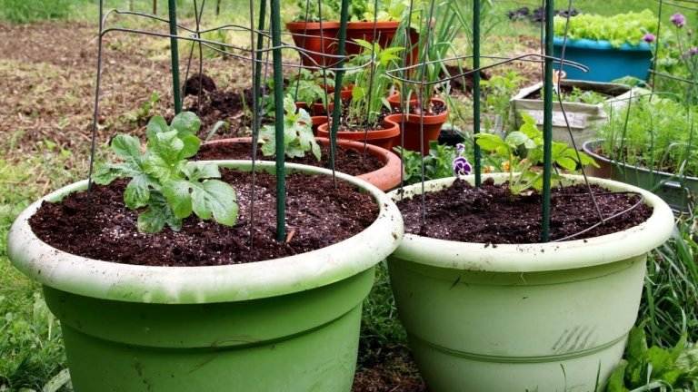 Watermelon Container Gardening: How To Grow Large And Tasty Watermelons ...