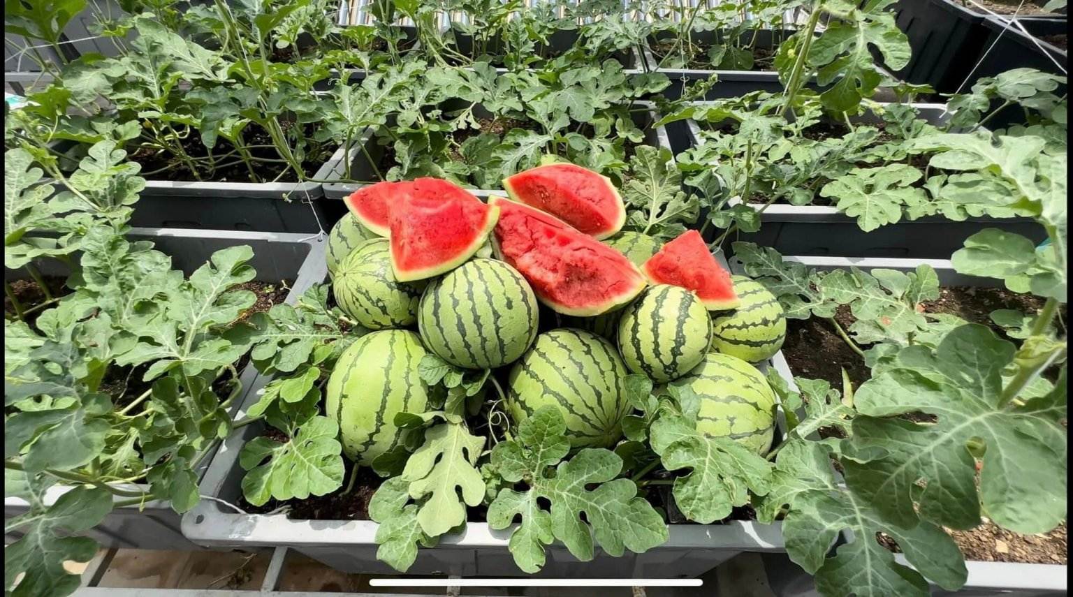 Watermelon Container Gardening: How To Grow Large And Tasty Watermelons ...