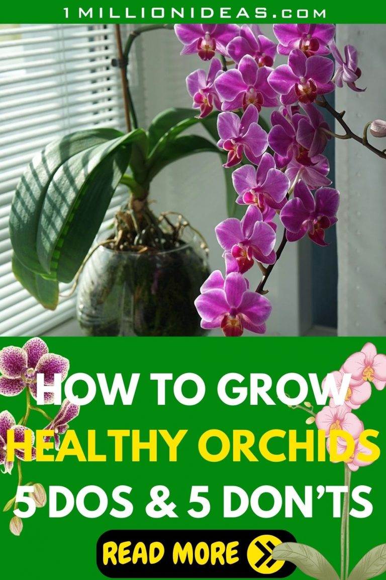 How To Grow Healthy Orchids: 5 Dos And Don’ts For Beginners