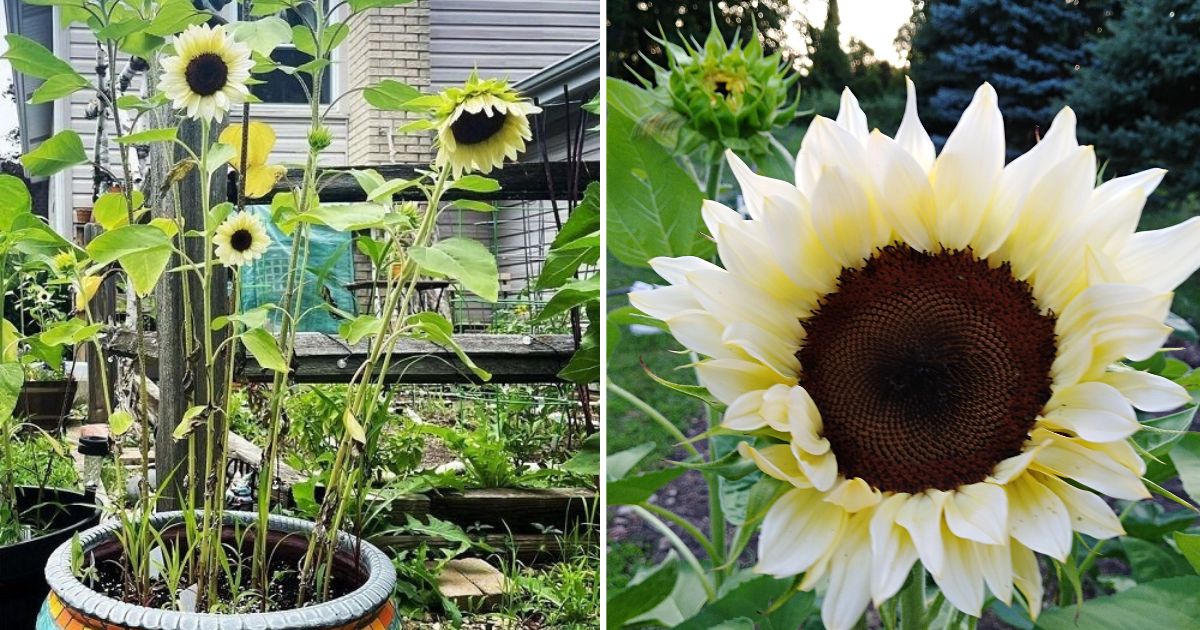 Everything You Need To Know About Growing White Sunflowers