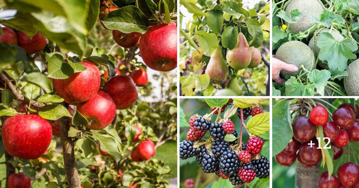 17 Fruits You Can Easily Grow At Home And Enjoy Fresh Produce