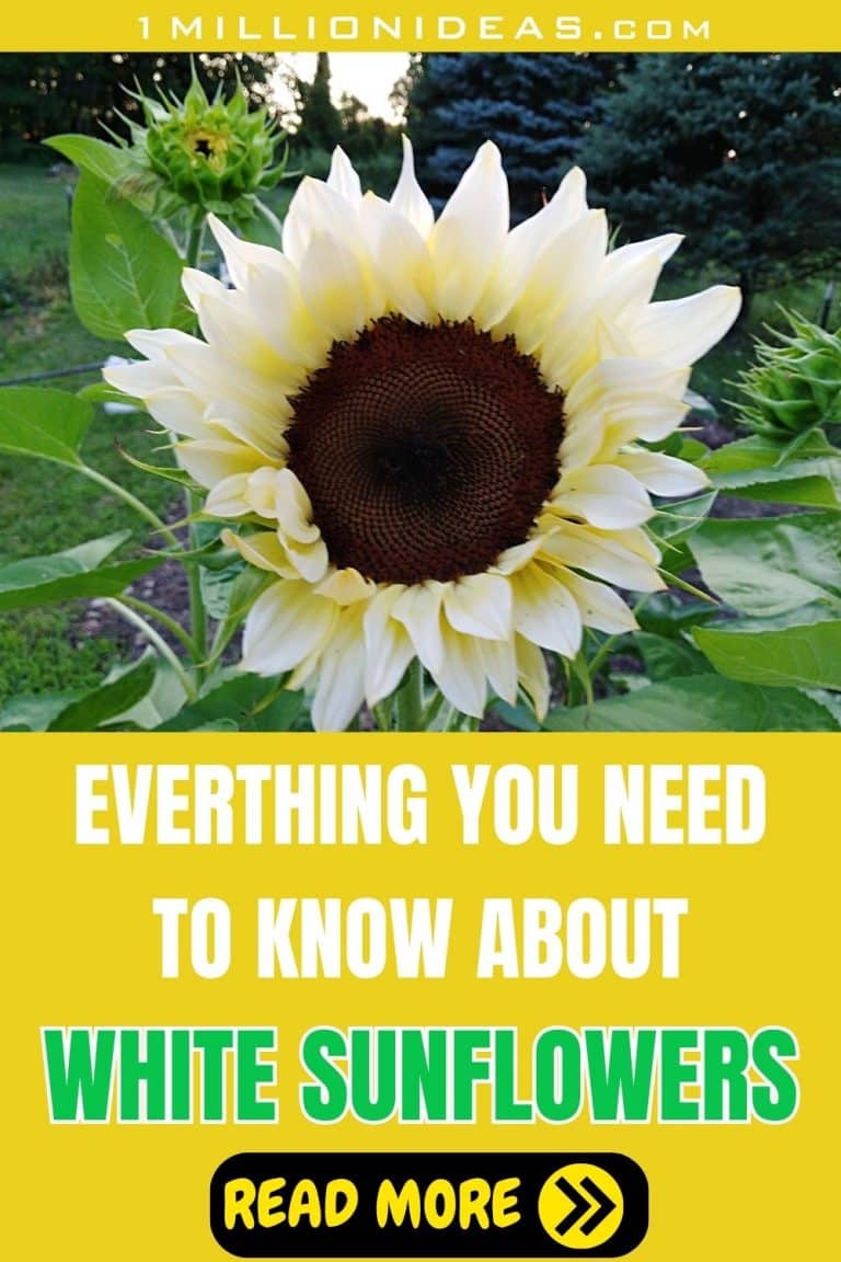 Everything You Need To Know About Growing White Sunflowers
