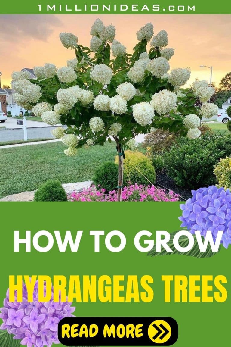 How To Grow Hydrangeas Tree And Make Them Bloom More