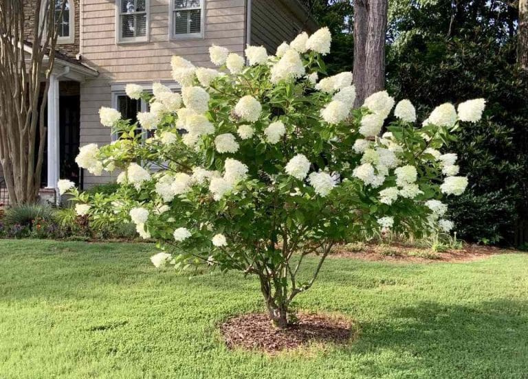 How To Grow Hydrangeas Tree And Make Them Bloom More
