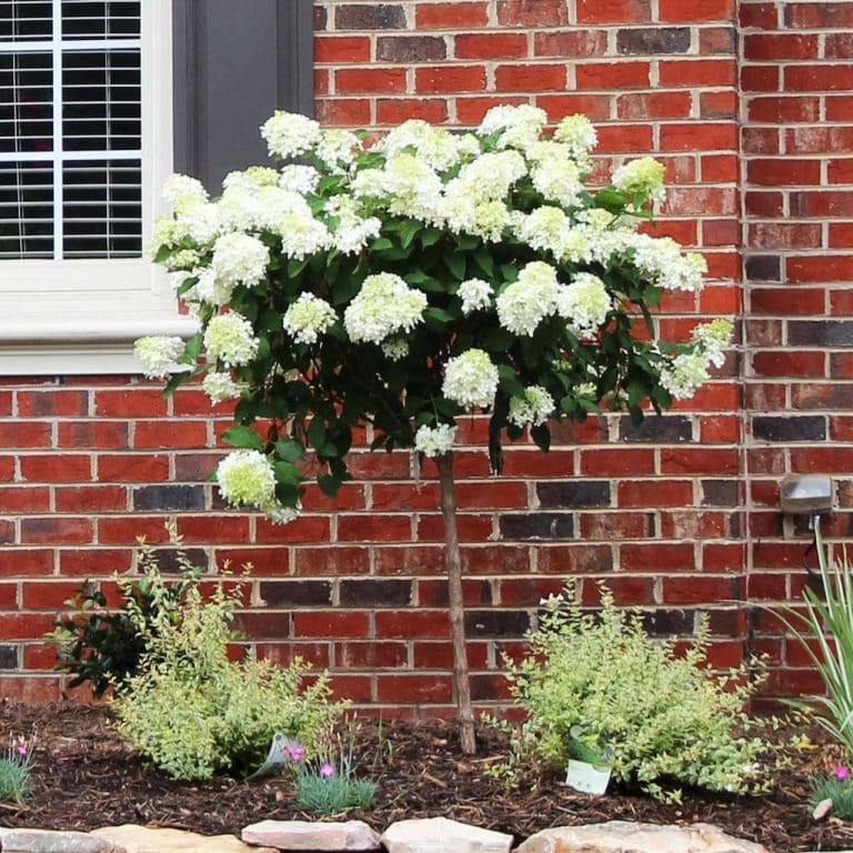 How To Grow Hydrangeas Tree And Make Them Bloom More