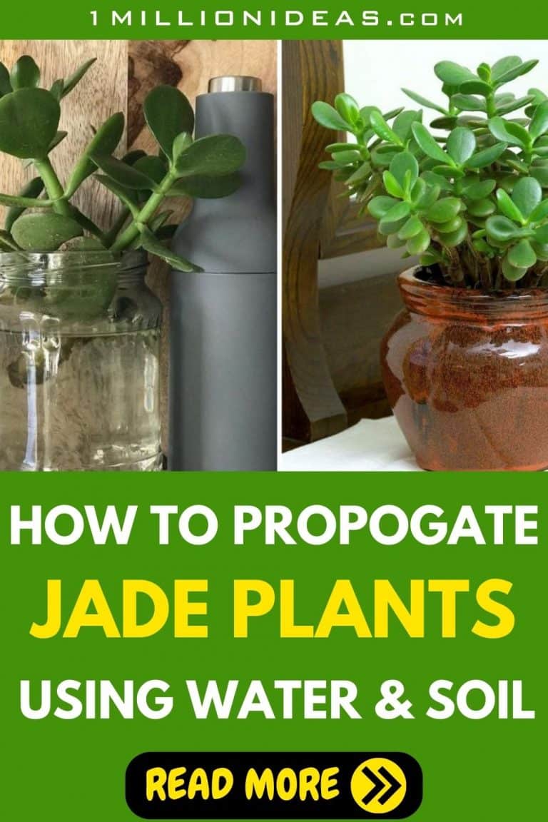 The Easiest Way To Propagate Jade Plants: Using Water Or Soil