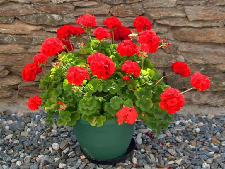5 Simple Secrets To Keep Geraniums Flowering From Spring To Fall