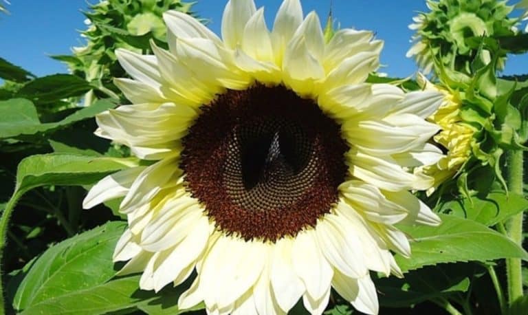 Everything You Need To Know About Growing White Sunflowers