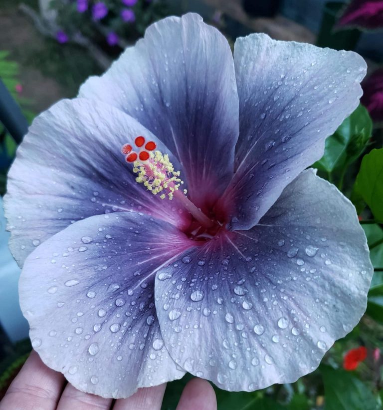 How To Grow Midnight Tryst Hibiscus: Step-by-Step Guide For Beginners