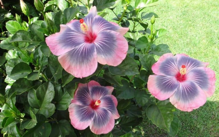 How To Grow Midnight Tryst Hibiscus: Step-by-Step Guide For Beginners