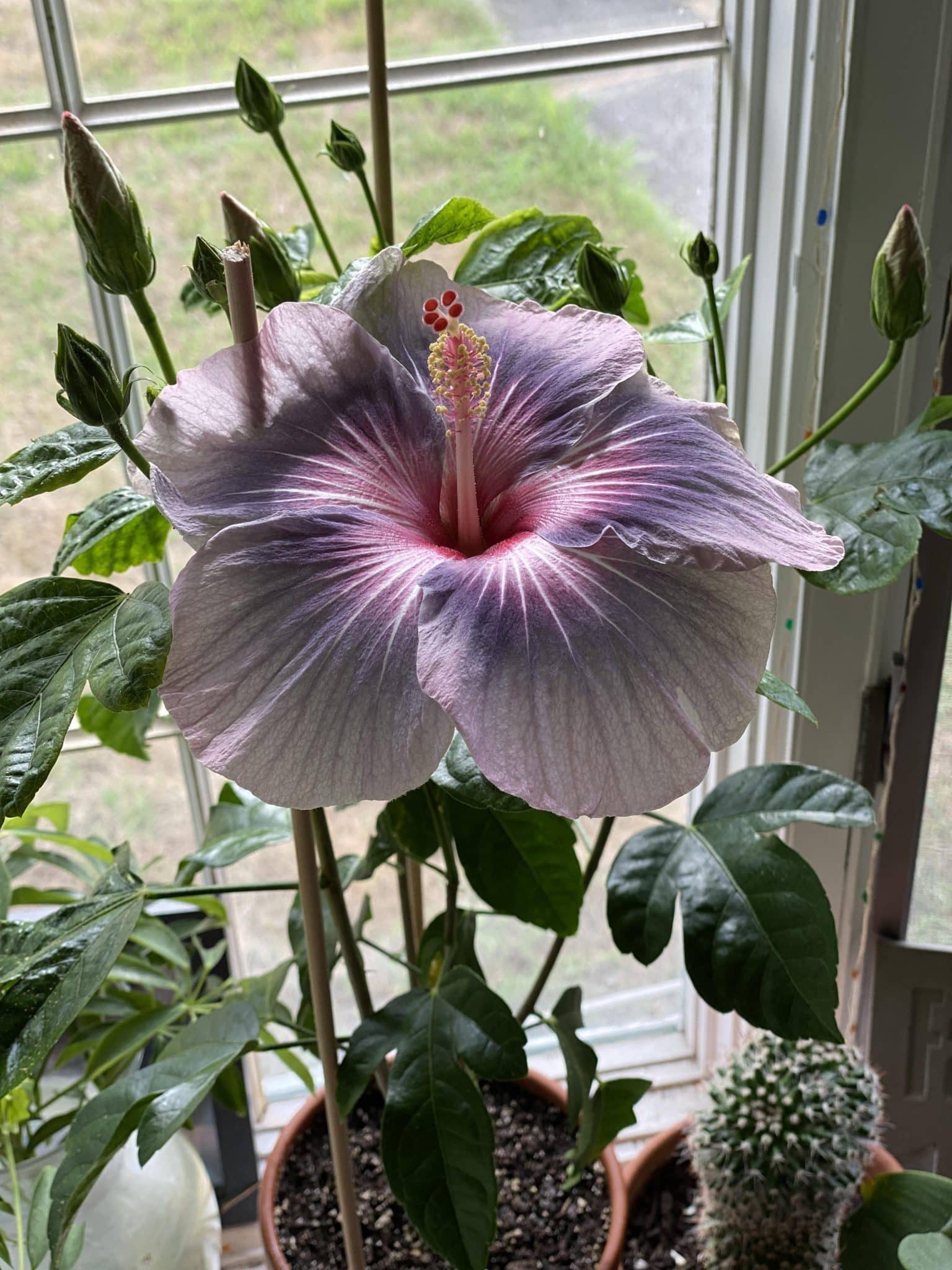 How To Grow Midnight Tryst Hibiscus: Step-by-Step Guide For Beginners