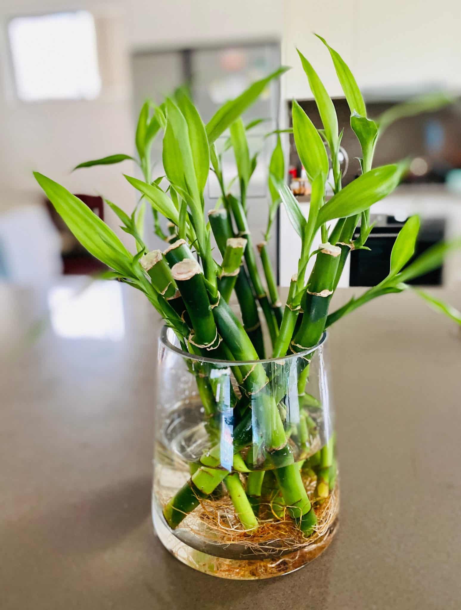10 Best Indoor Plants To Grow In Water