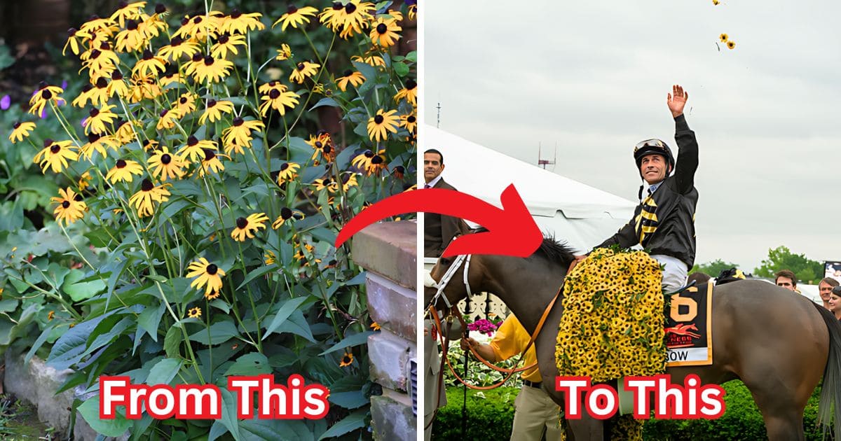 15 Secrets of Black-Eyed Susans: What Makes This Flower So Special?