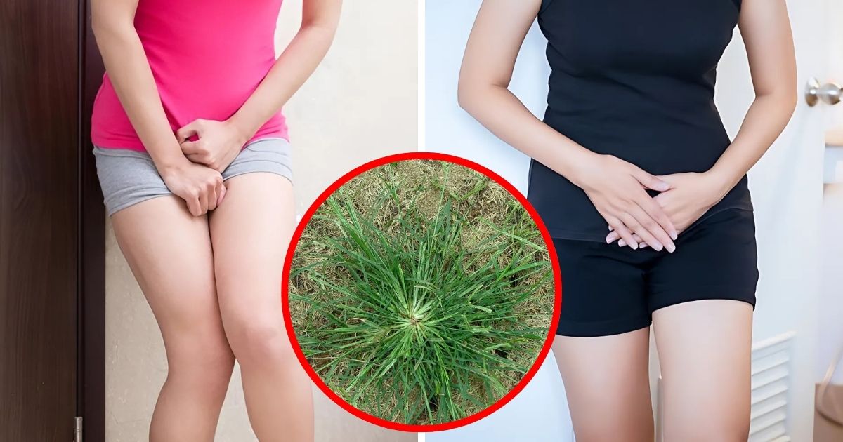 9 Surprising Health Benefits of Goosegrass You Need to Know