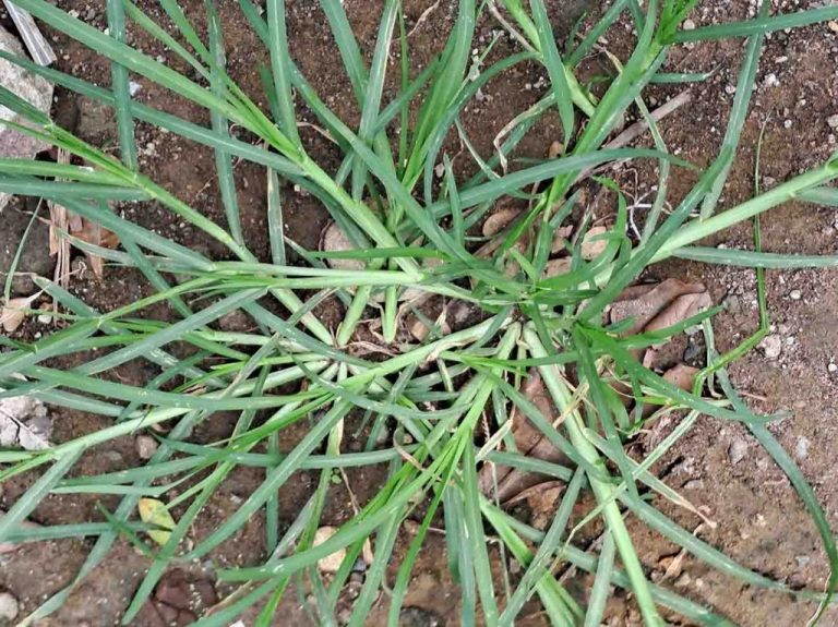 9 Surprising Health Benefits of Goosegrass You Need to Know