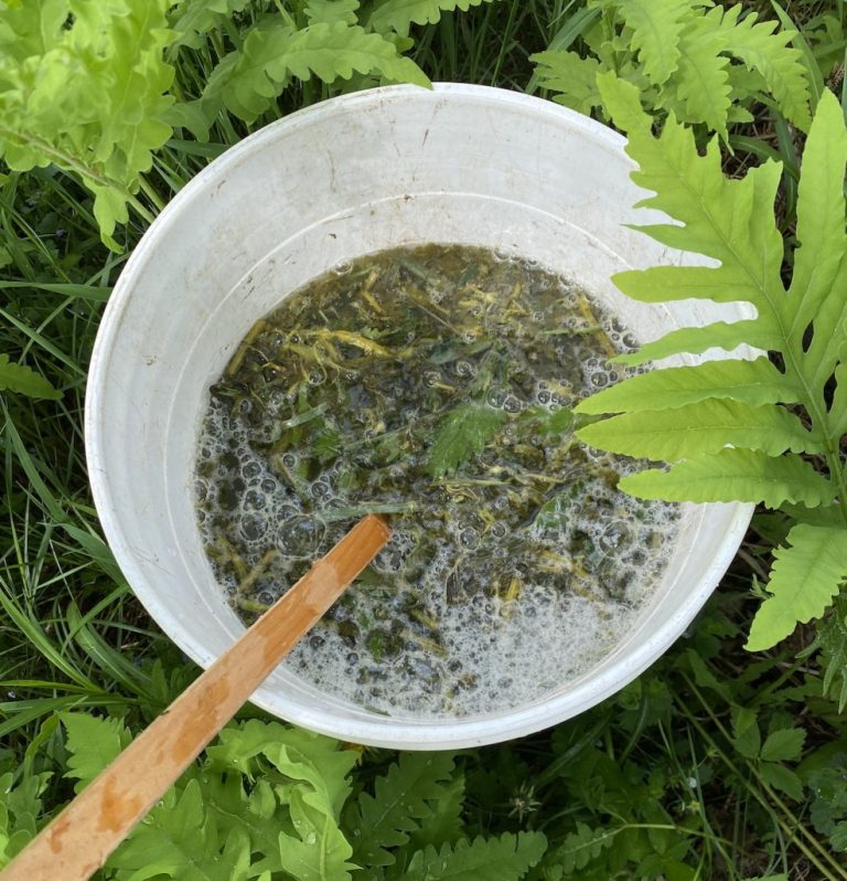 How to Make and Use Nettle Fertilizer for a Thriving Garden