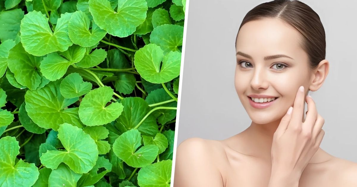 Top 7 Benefits of Gotu Kola - The Ancient Herb of Longevity You Shouldn’t Miss