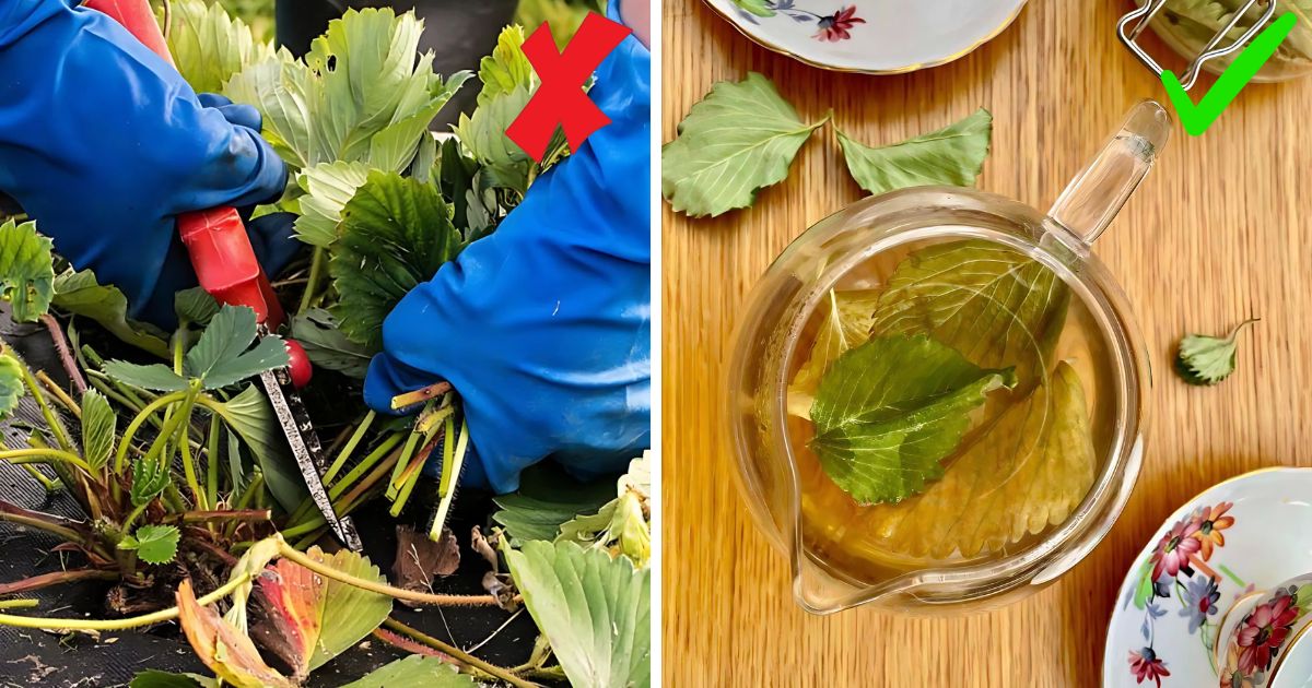 10 Incredible Health Benefits of Strawberry Leaves You Need to Know